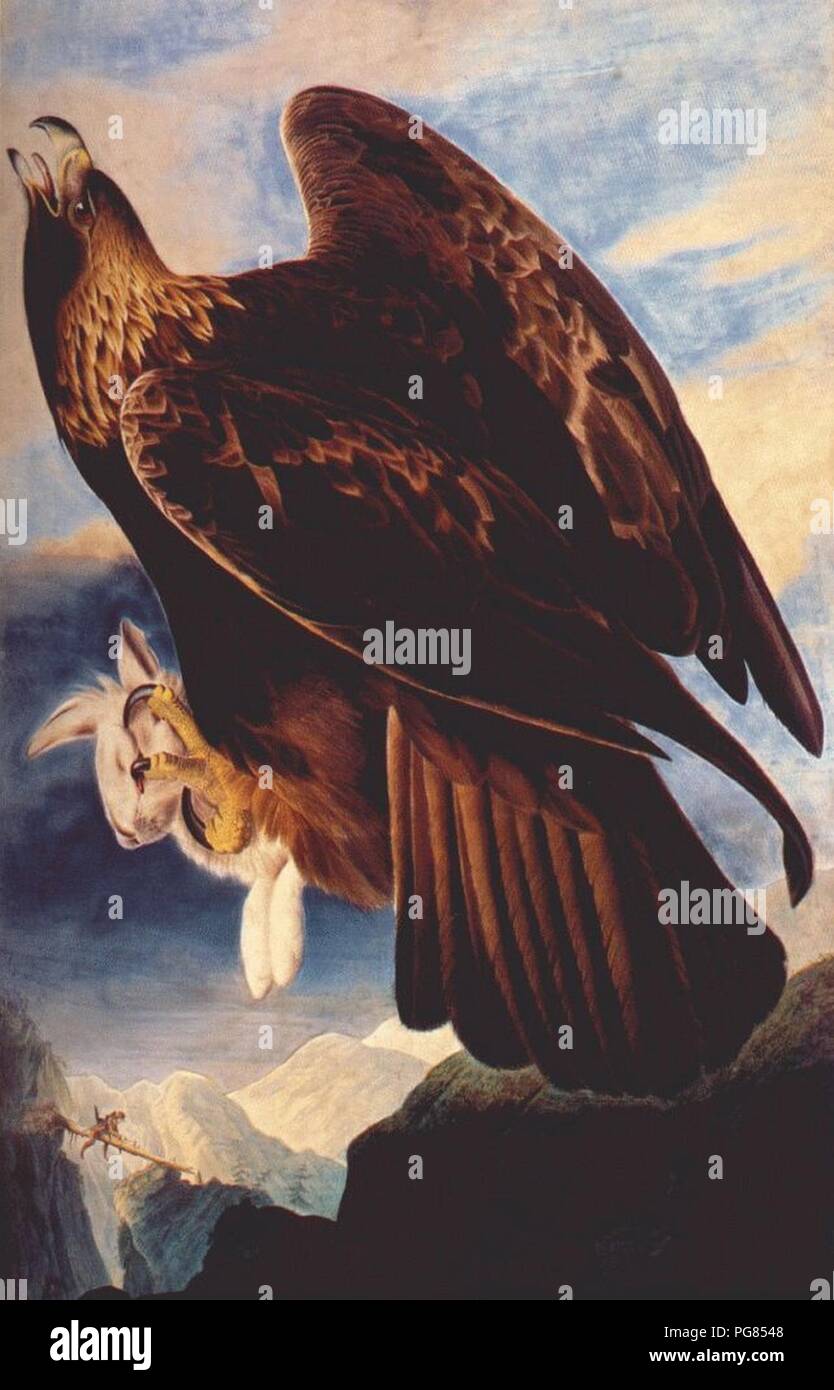John james audubon eagle hi-res stock photography and images - Alamy