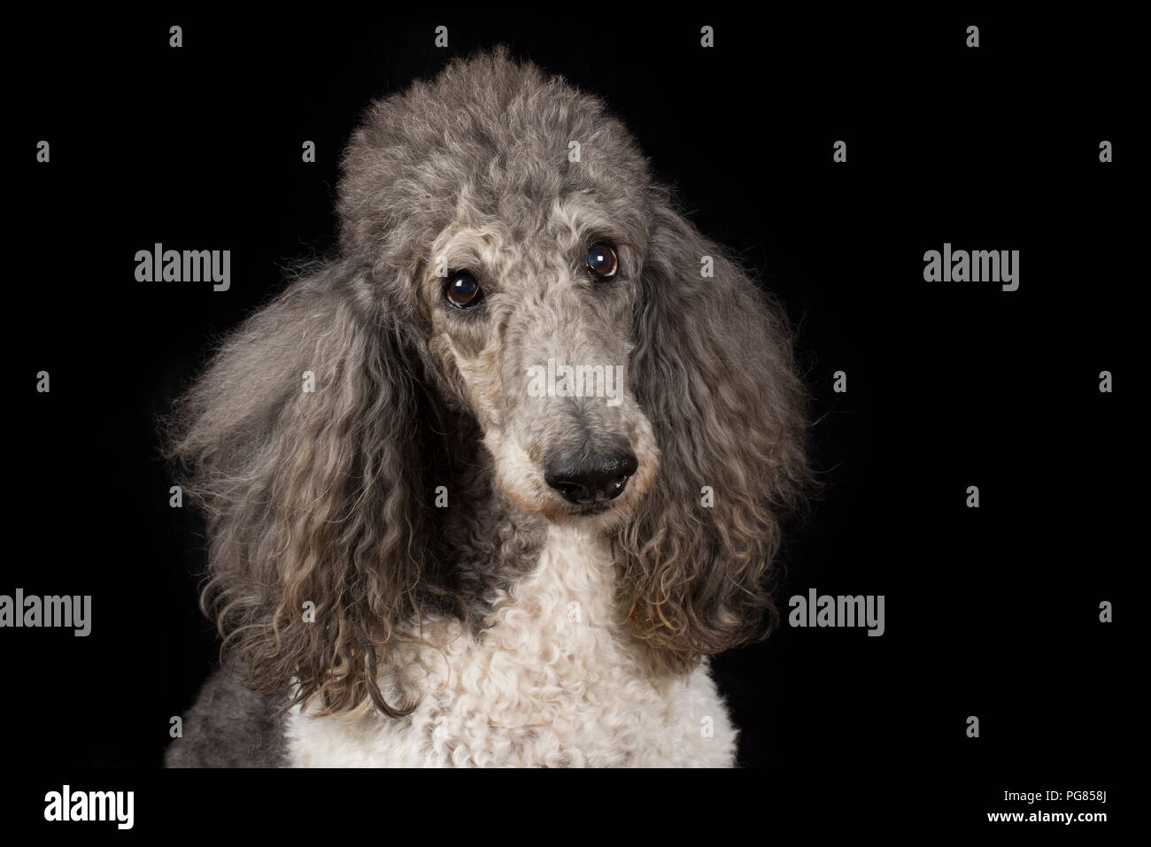 Portrait of poodle in front of black background Stock Photo - Alamy
