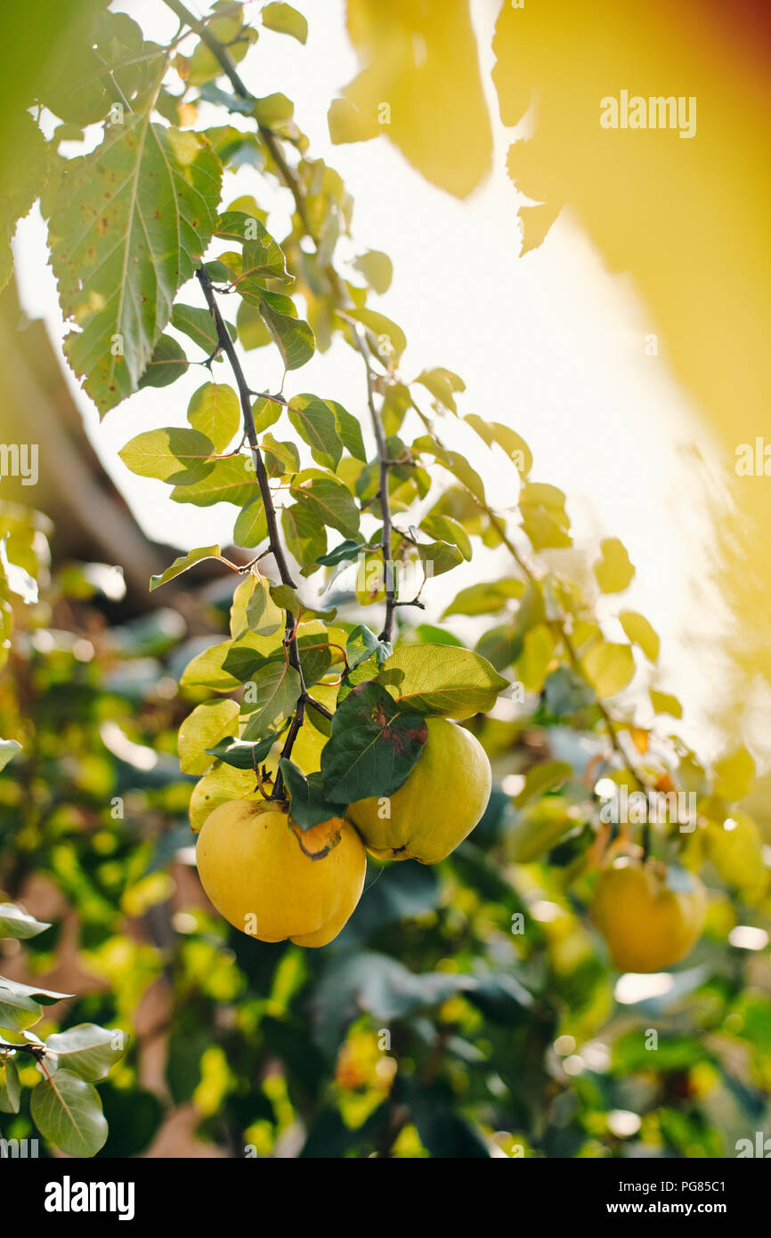 Tree quinces hi-res stock photography and images - Alamy
