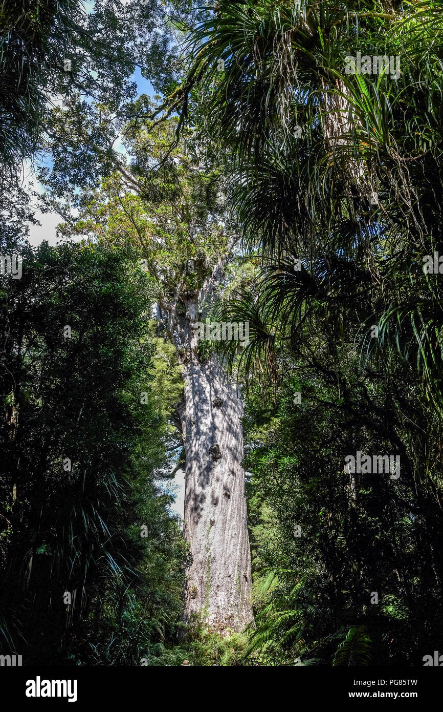 Kauri hills hi-res stock photography and images - Alamy