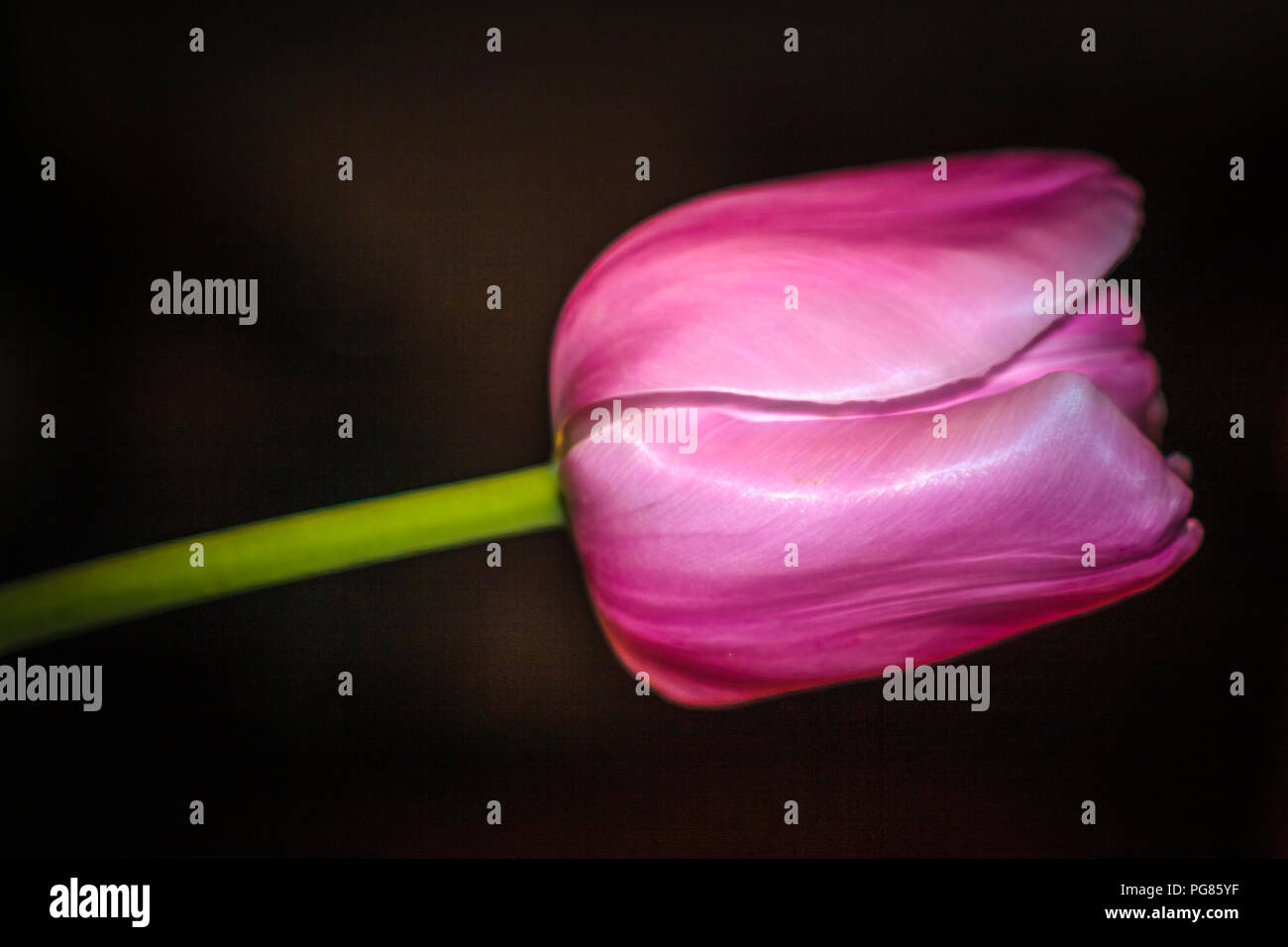 Tulip stem hi-res stock photography and images - Alamy