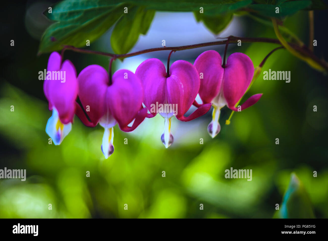 Bleeding Heart Flower Wallpaper