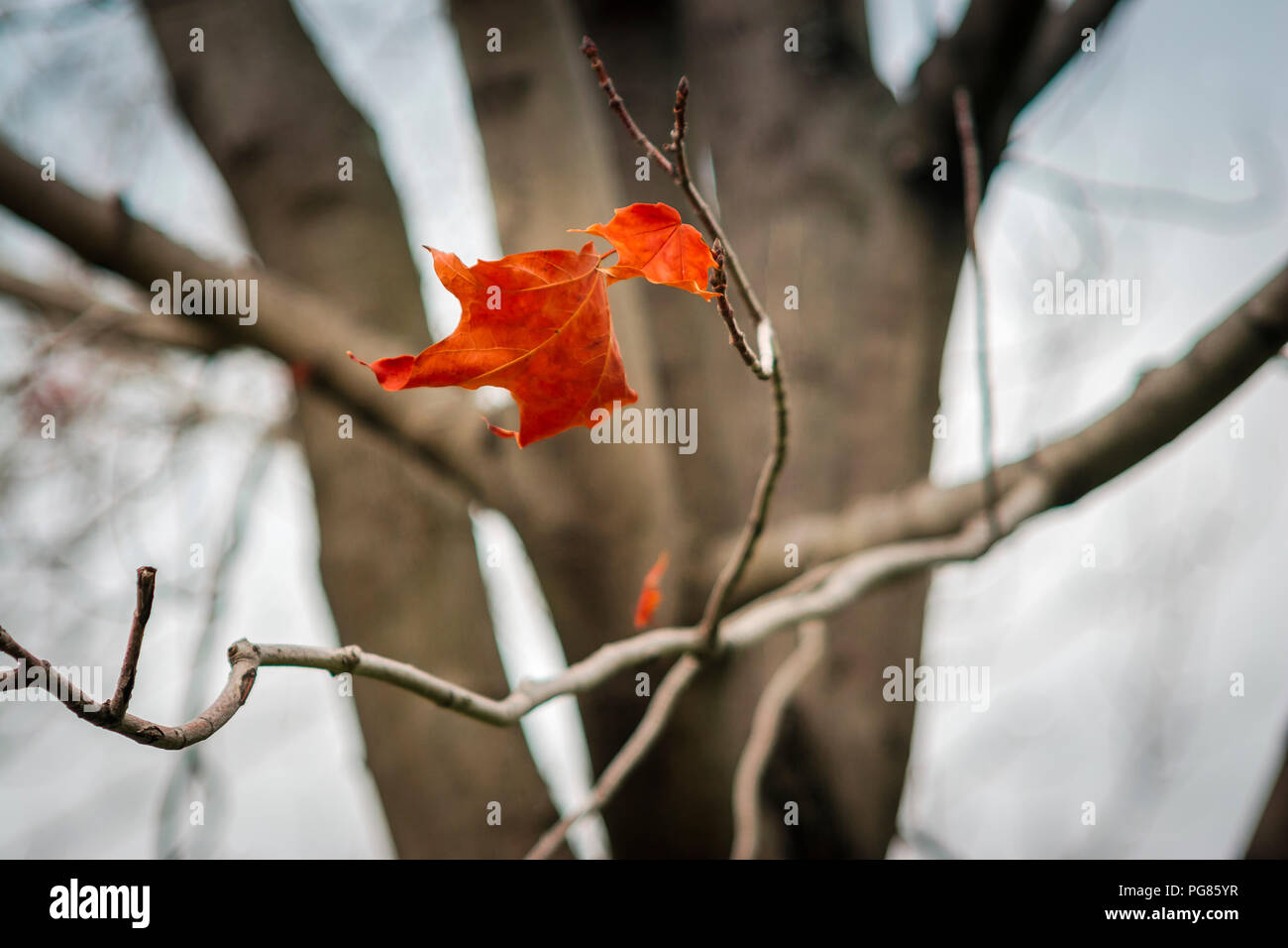 A single maple leaf on a tree Stock Photo - Alamy