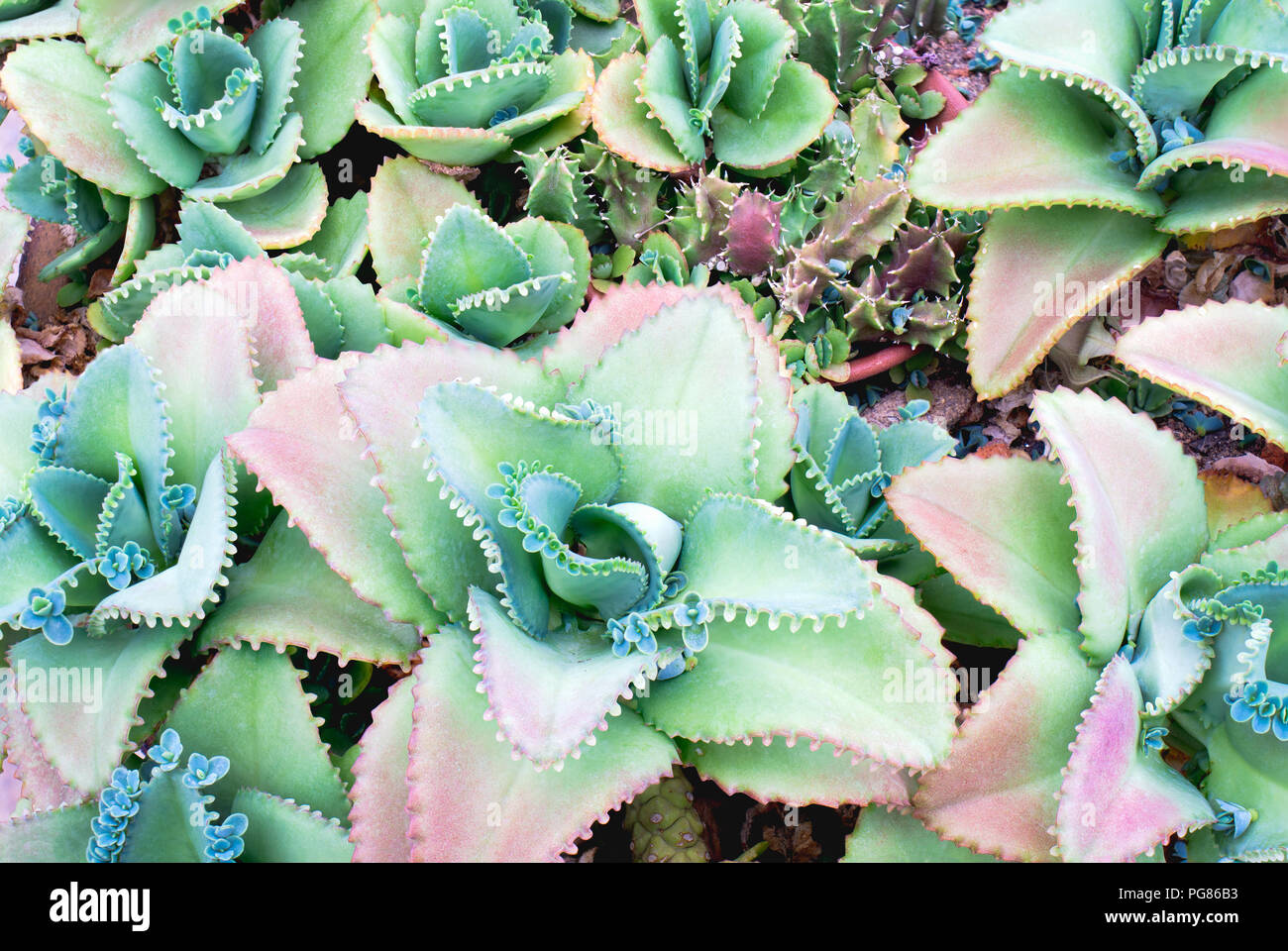 Succulence hi-res stock photography and images - Alamy