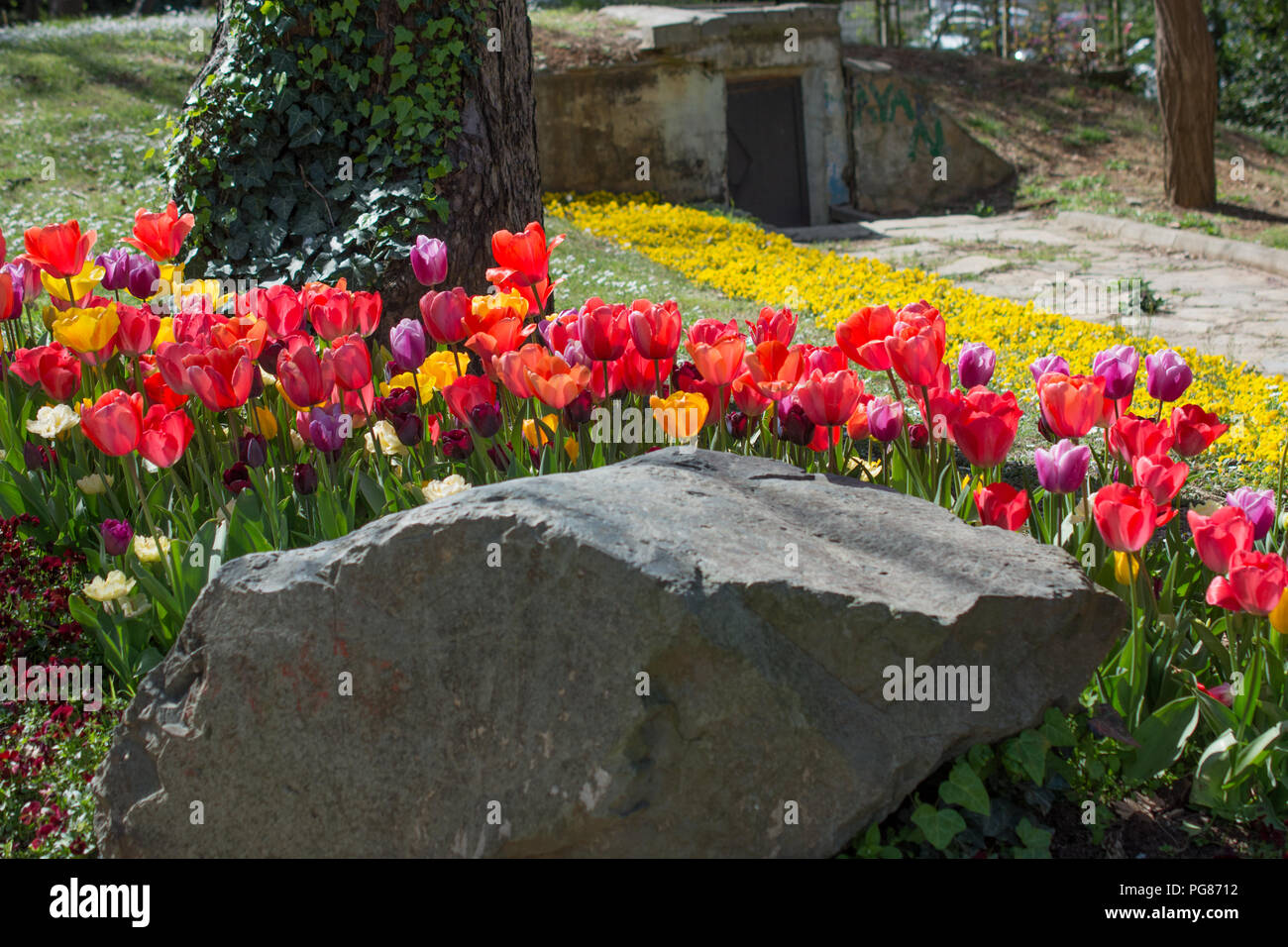 Tulip garden full of various colors of tulips in spring Stock Photo - Alamy