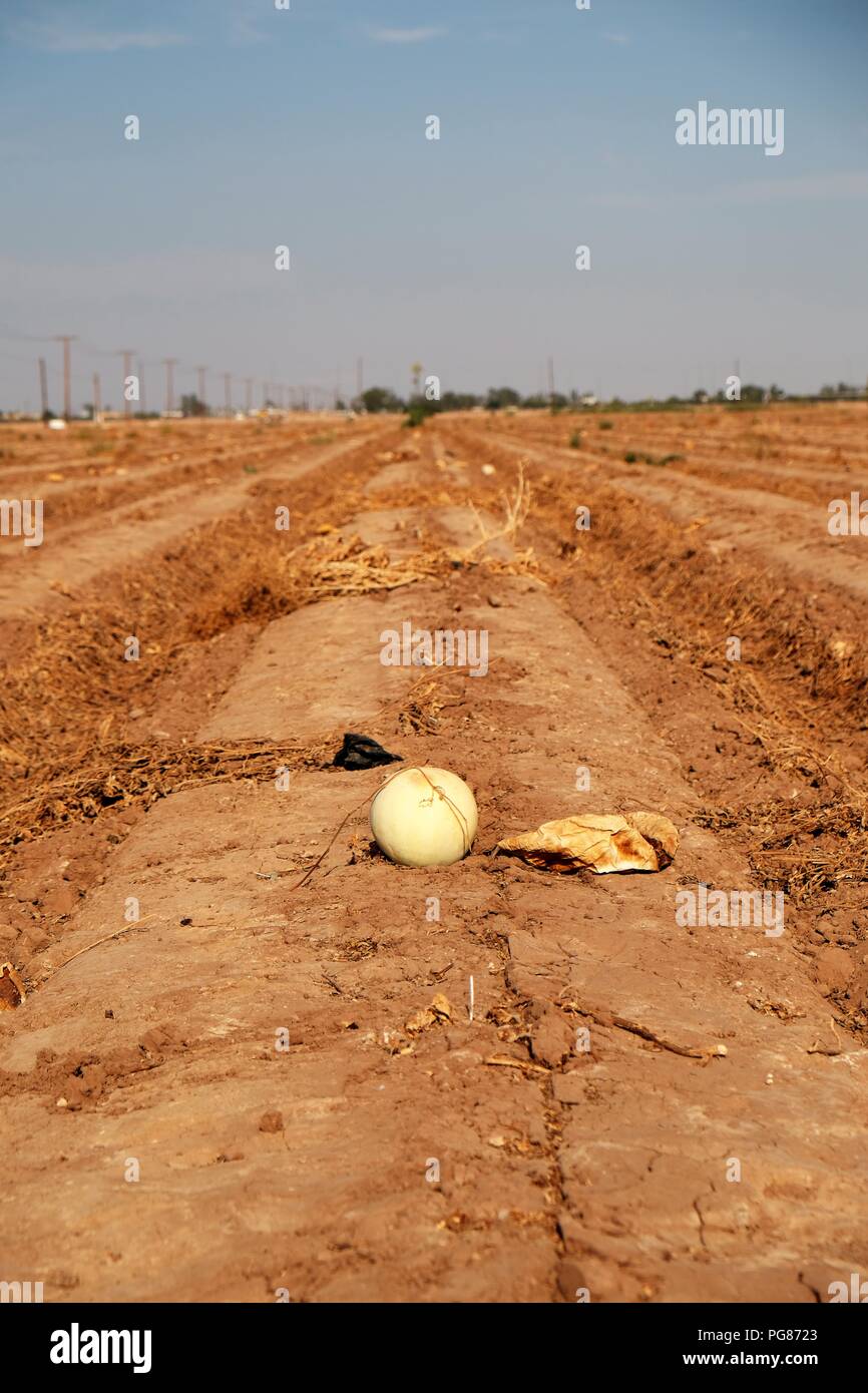 Rotting crops hi-res stock photography and images - Alamy