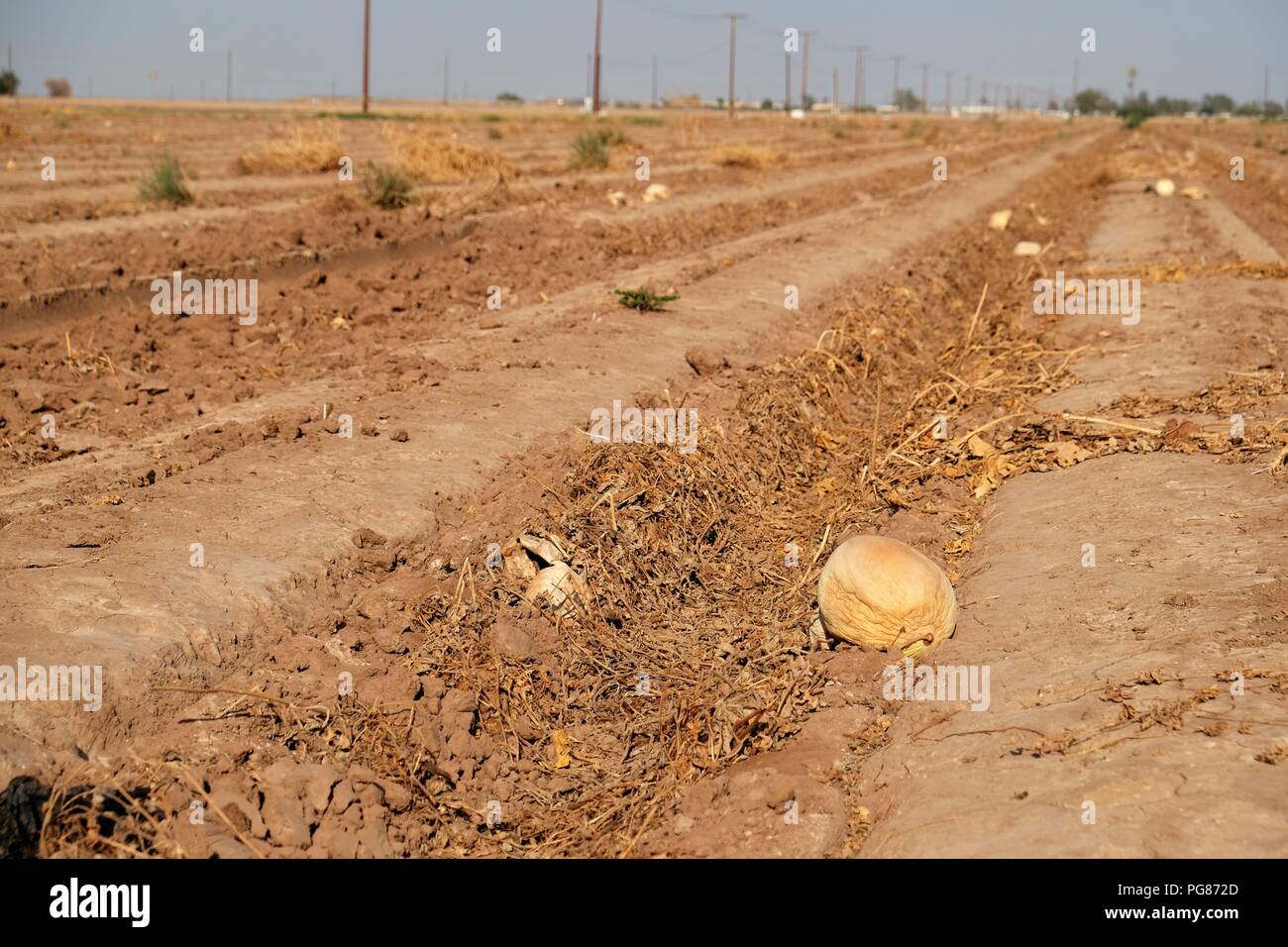 Rotting crops hi-res stock photography and images - Alamy