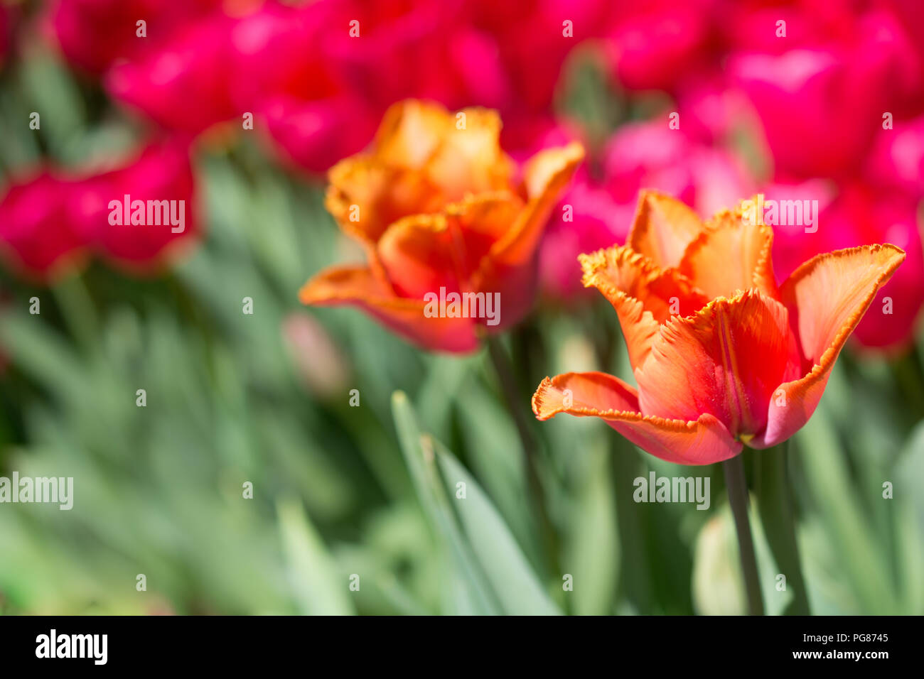 Tulip garden full of various colors of tulips in spring Stock Photo - Alamy