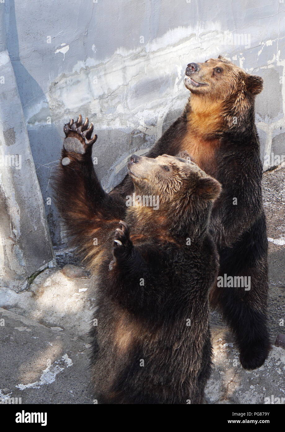 An Ussuri brown bear in a bear ranch in Hokkaido waves its paw at ...