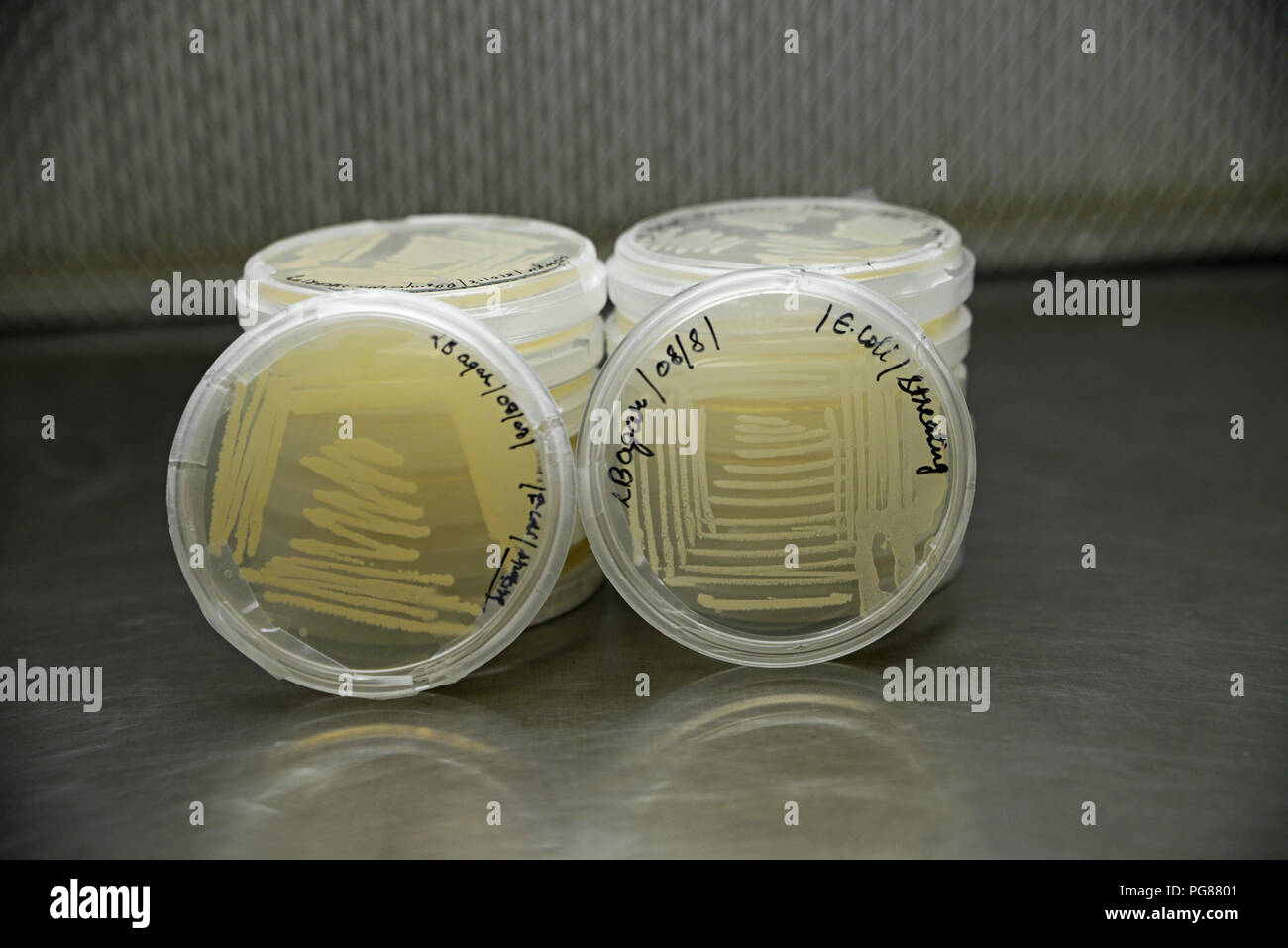 Petri Dish with Bacteria Culture Stock Photo - Alamy