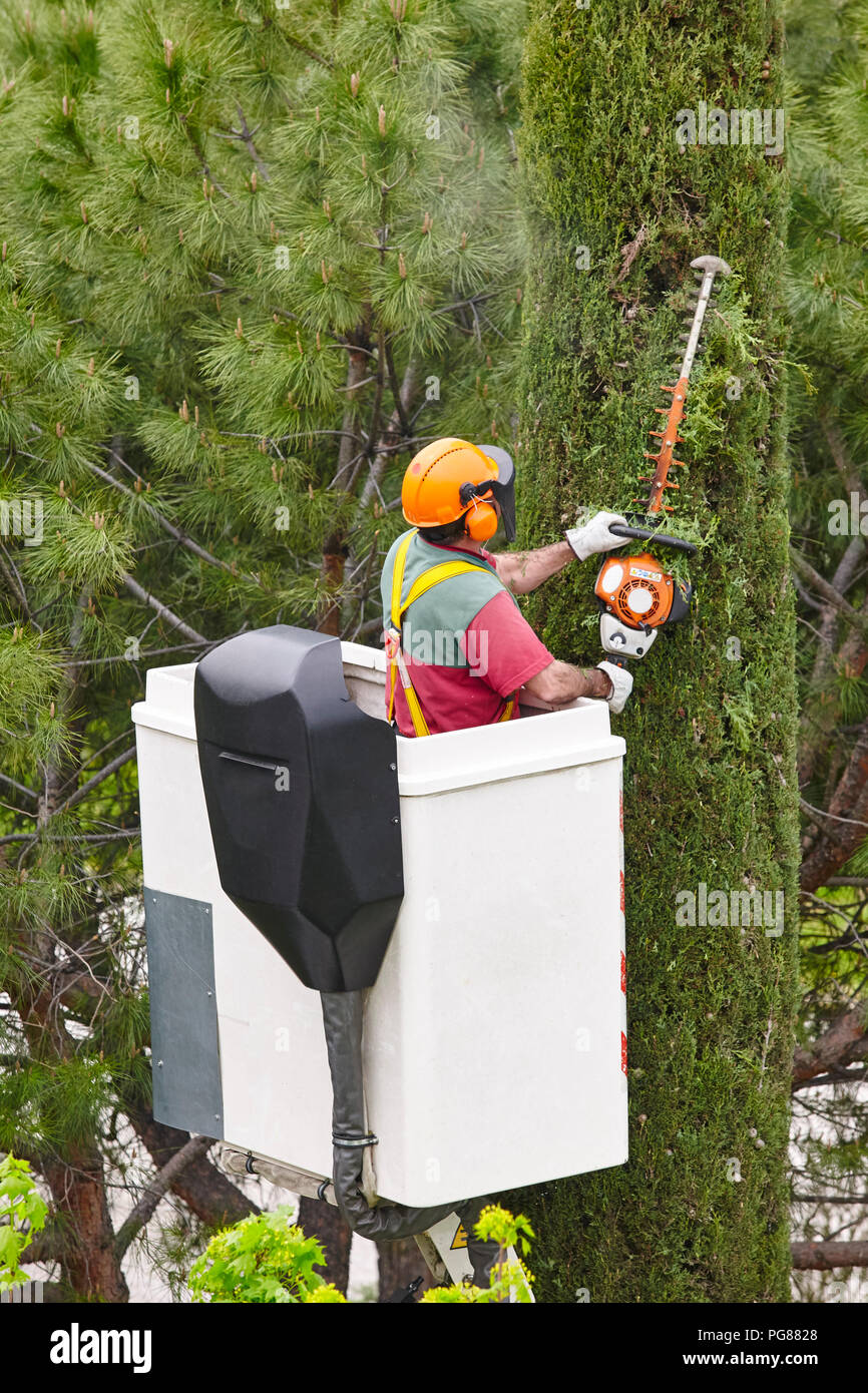 Equiped worker pruning a tree on a crane. Gardening works Stock Photo ...