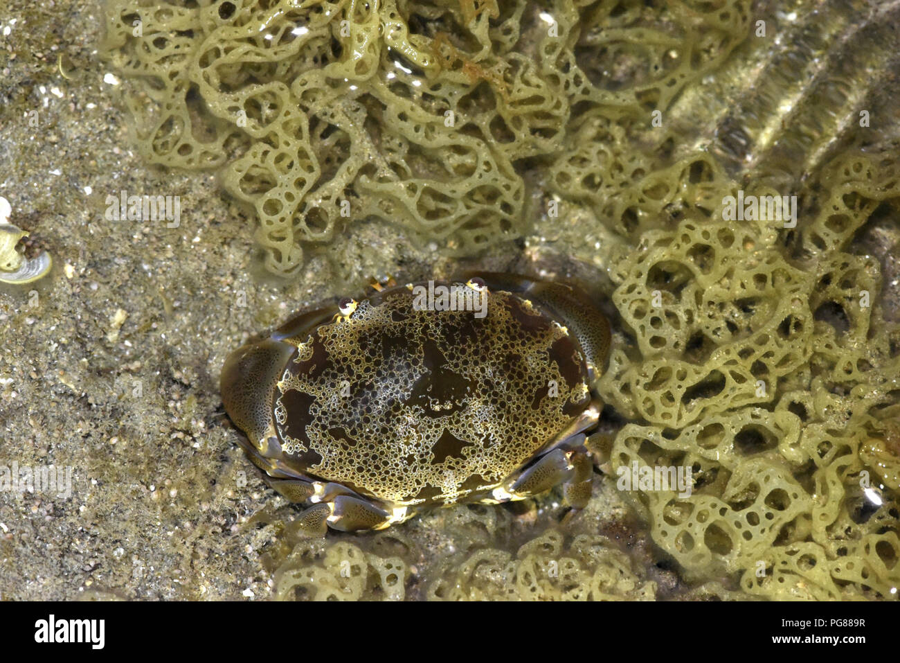 Atergatis hi-res stock photography and images - Alamy