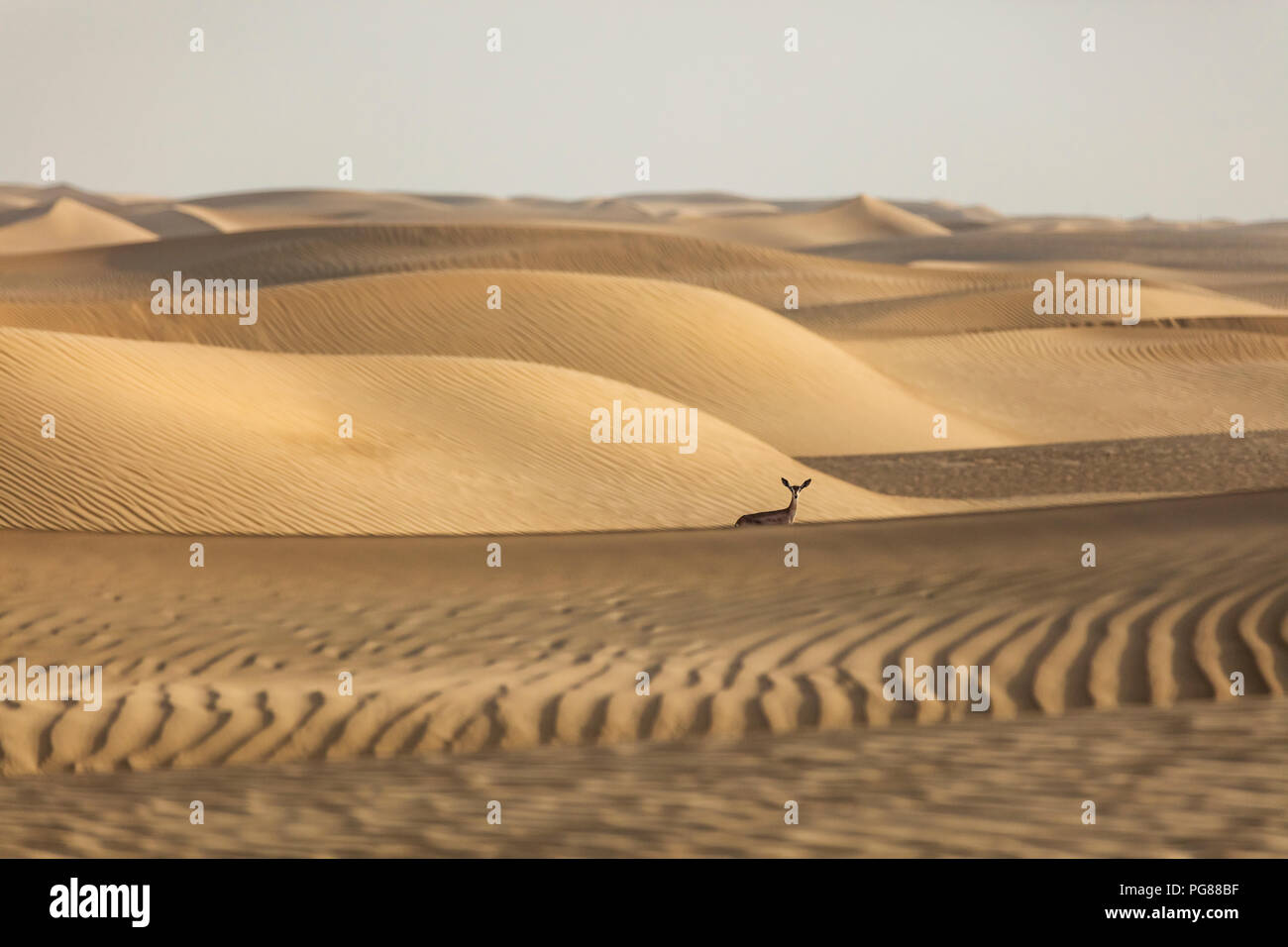 Sand Dunes in the UAE Stock Photo - Alamy