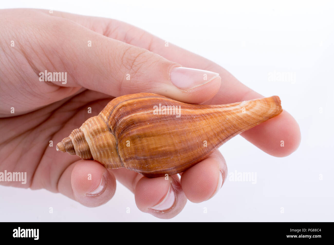 Hand holding Beautiful sea shell on a white background Stock Photo - Alamy