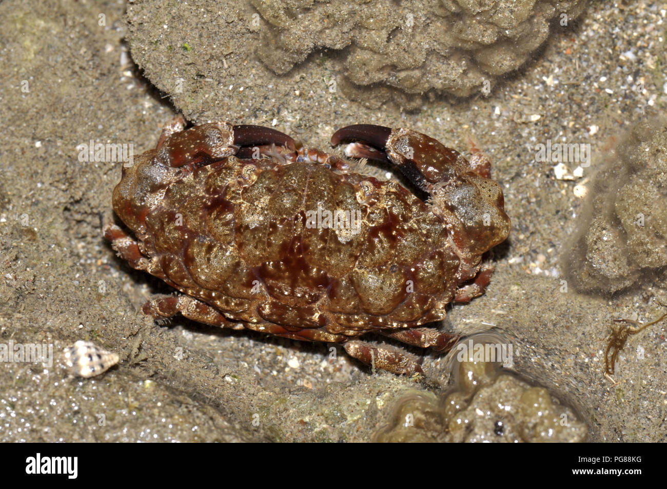 Xanthidae hi-res stock photography and images - Alamy