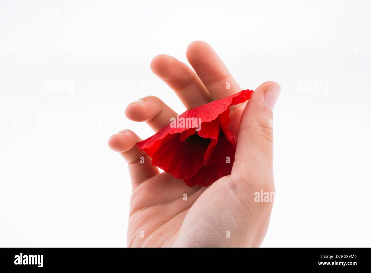 Hand holding a Red Poppy on a white background Stock Photo - Alamy