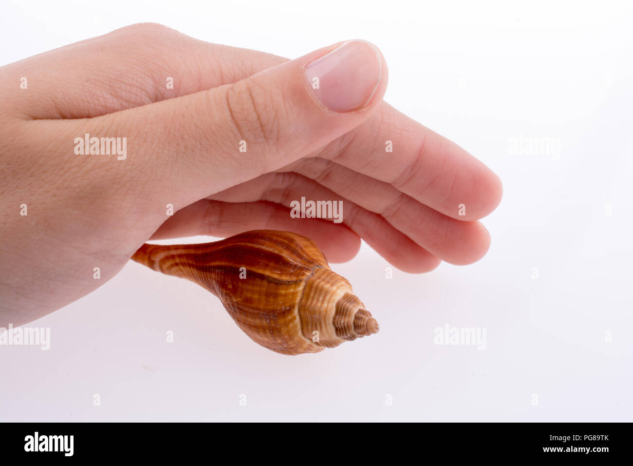 Hand holding Beautiful sea shell on a white background Stock Photo - Alamy