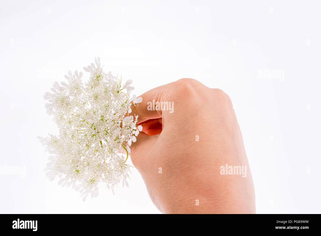 Hand holding A White Flower on a white background Stock Photo - Alamy