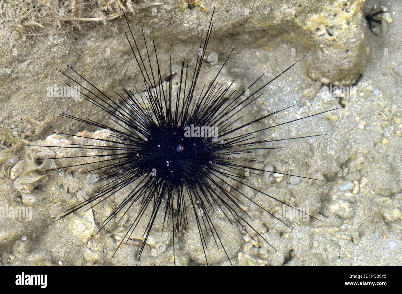 Diadema Setosum High Resolution Stock Photography and Images - Alamy