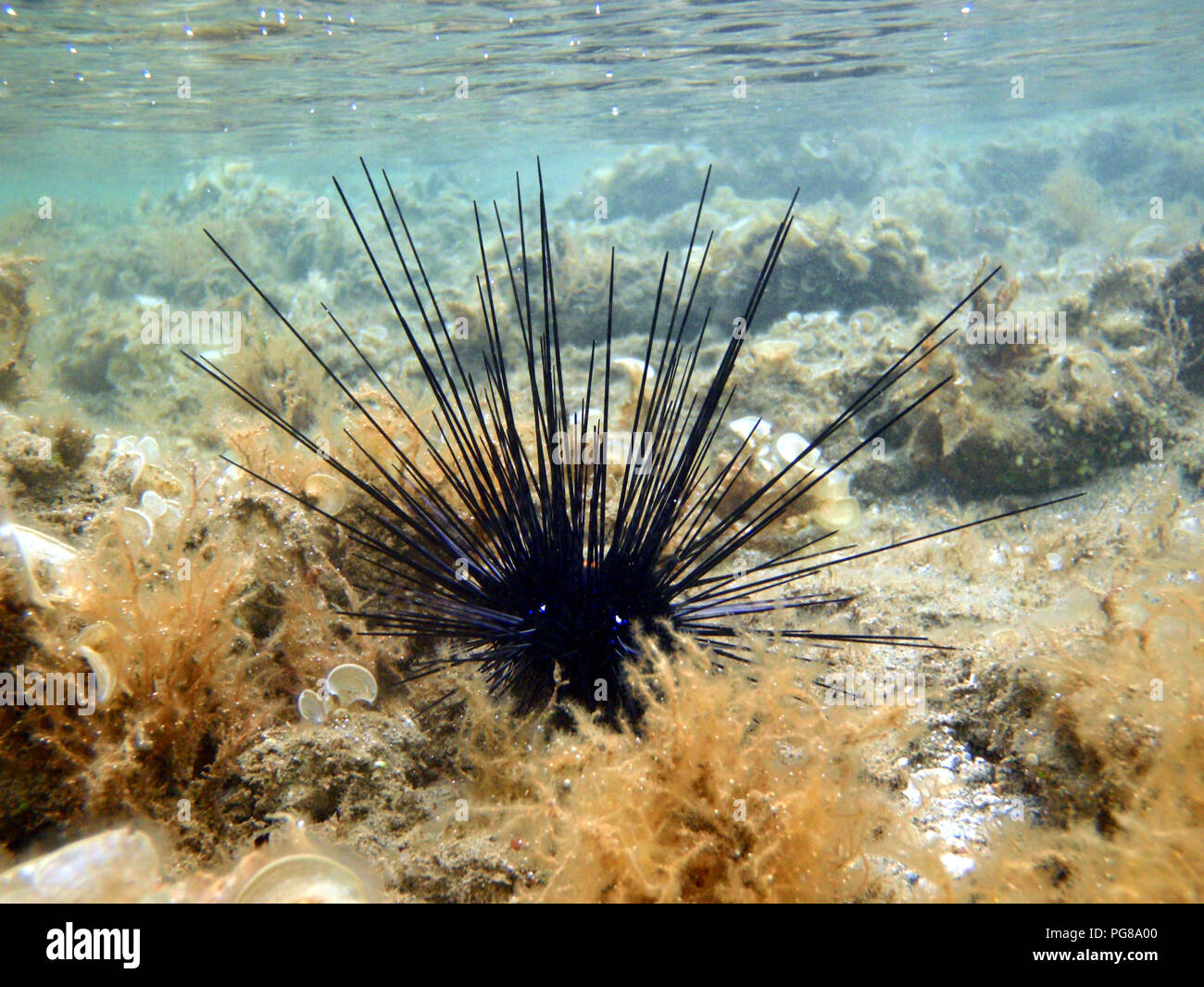 Diadema Setosum High Resolution Stock Photography and Images - Alamy