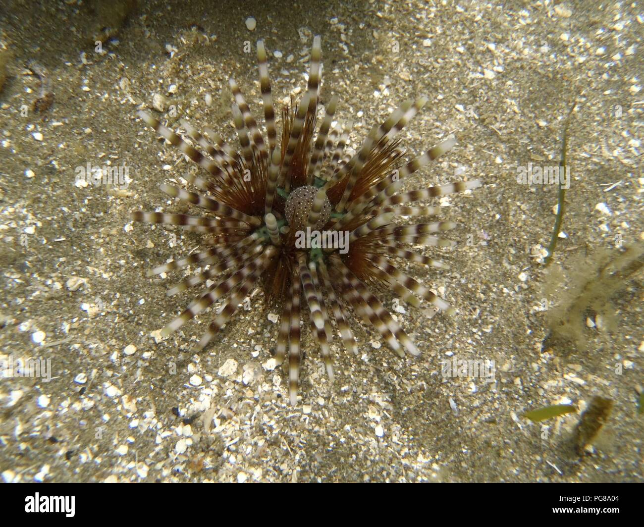 Double spined urchin echinothrix calamaris High Resolution Stock ...
