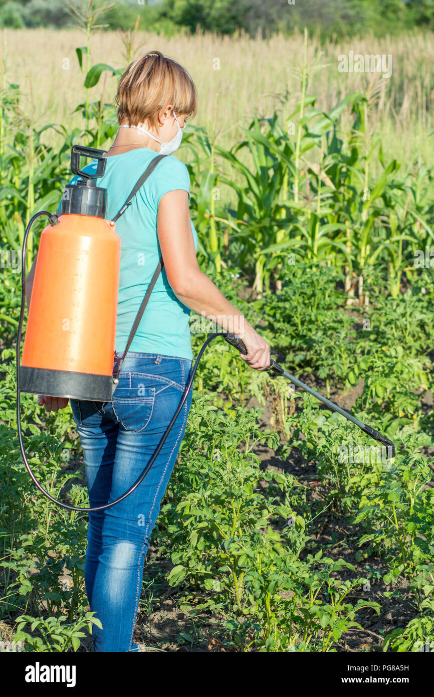 Gardener in mask is protecting potatoes plants from fungal disease or ...