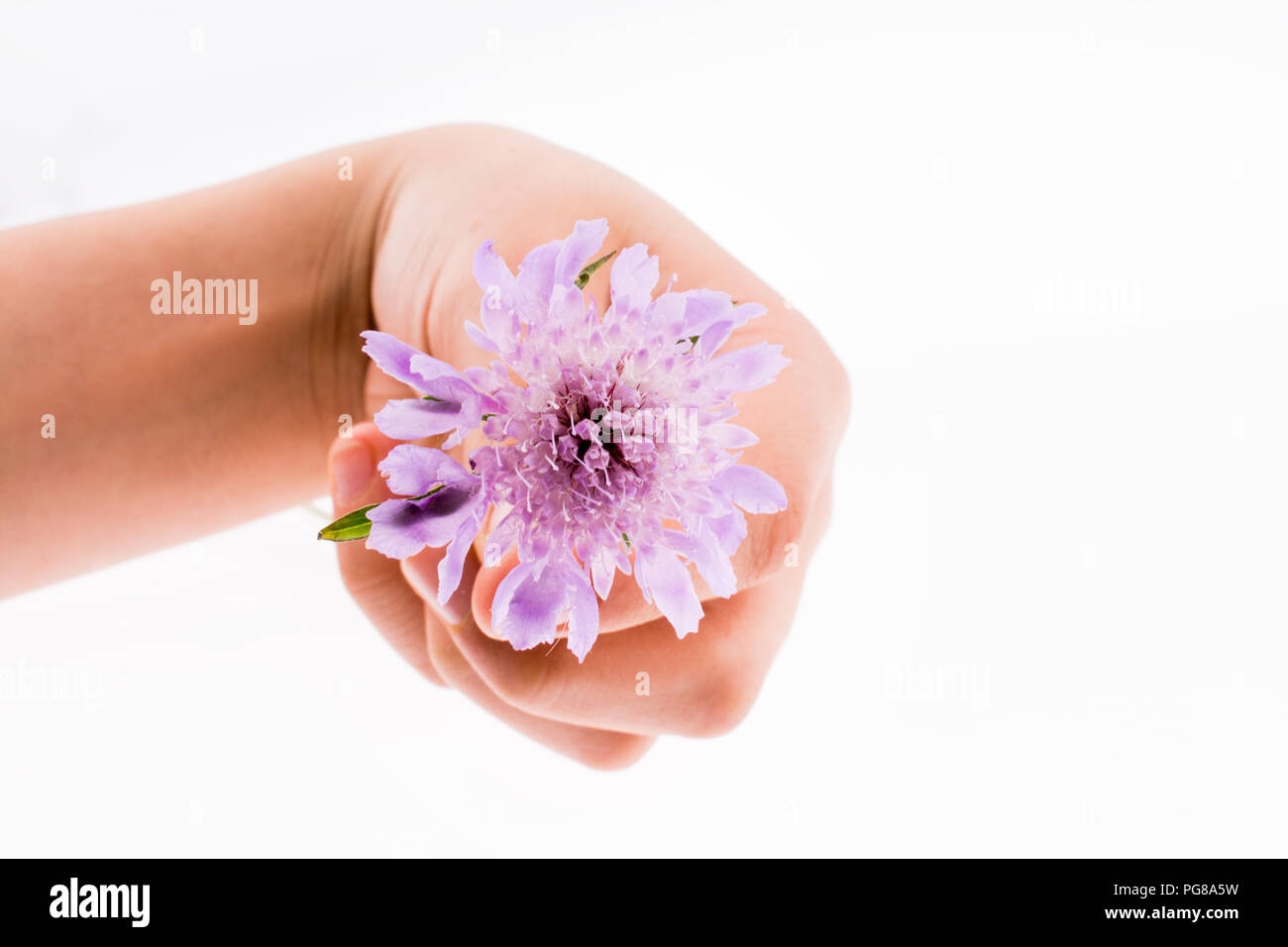 Hand holding A Purple Flower on a white background Stock Photo - Alamy
