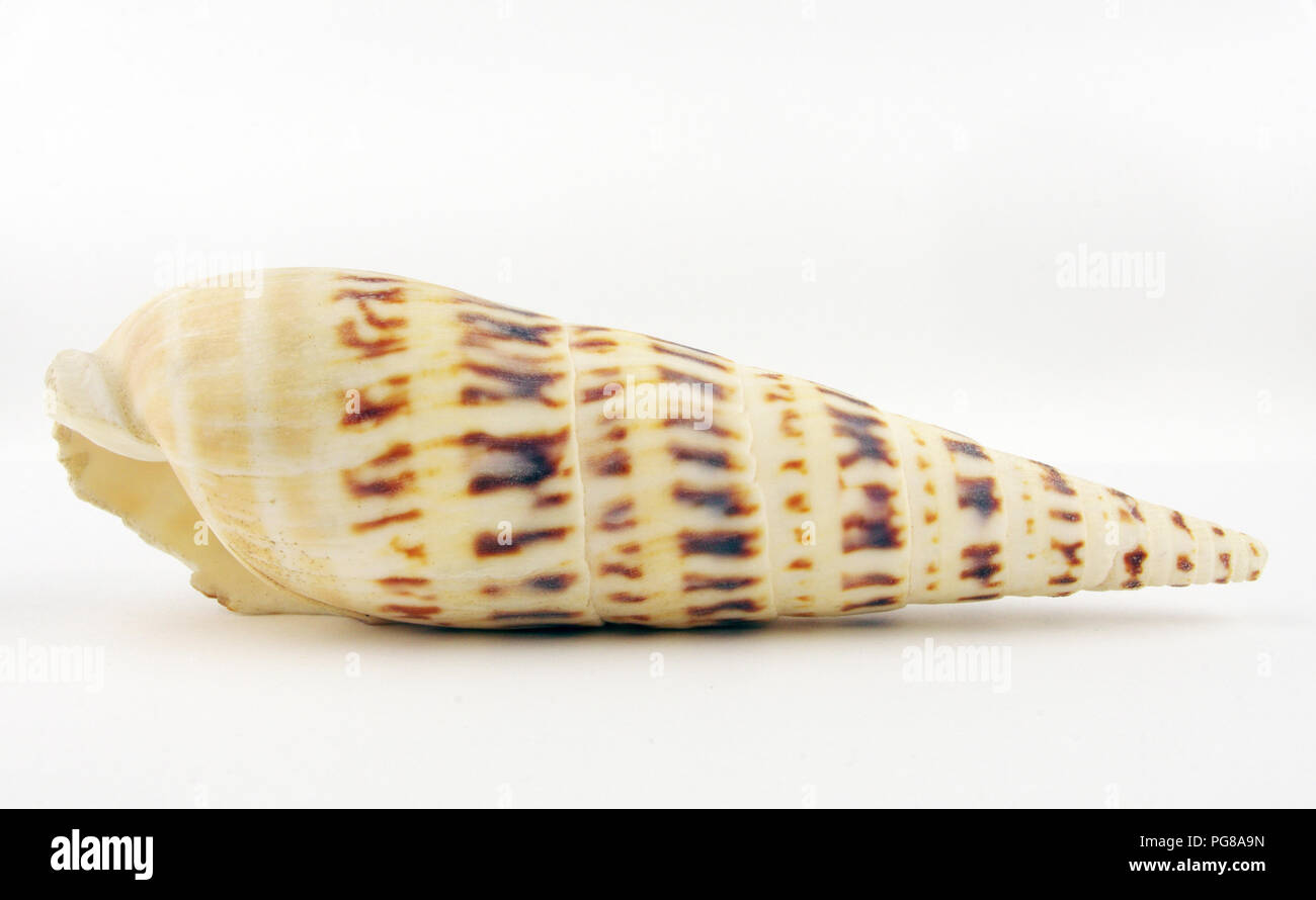 Animal marin hi-res stock photography and images - Alamy