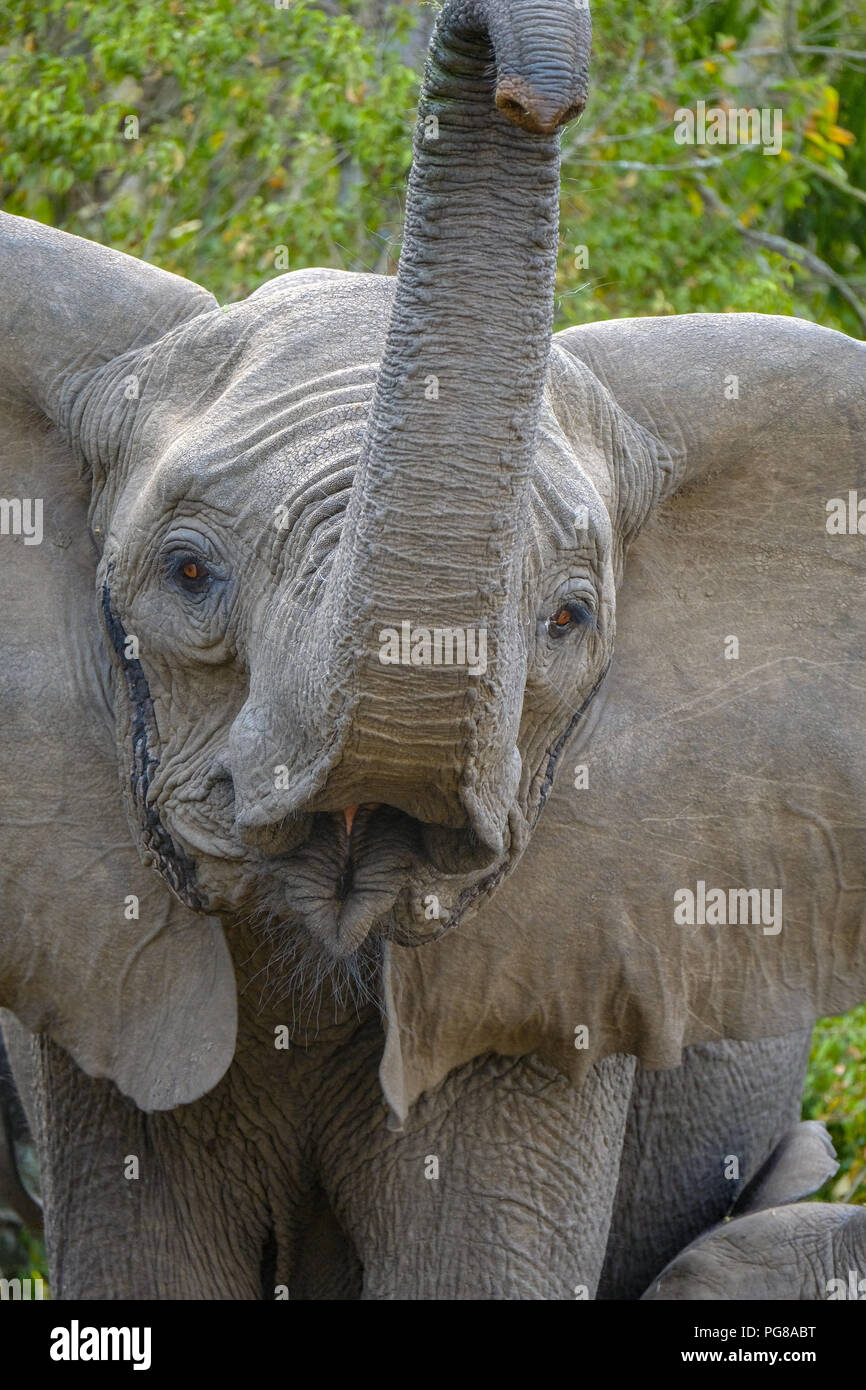Elephants with trunk raised hi-res stock photography and images - Alamy