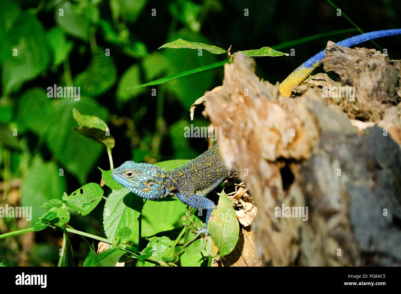 Agama Lizard, Ishasha, Queen elizabeth National Park, Uganda Stock ...