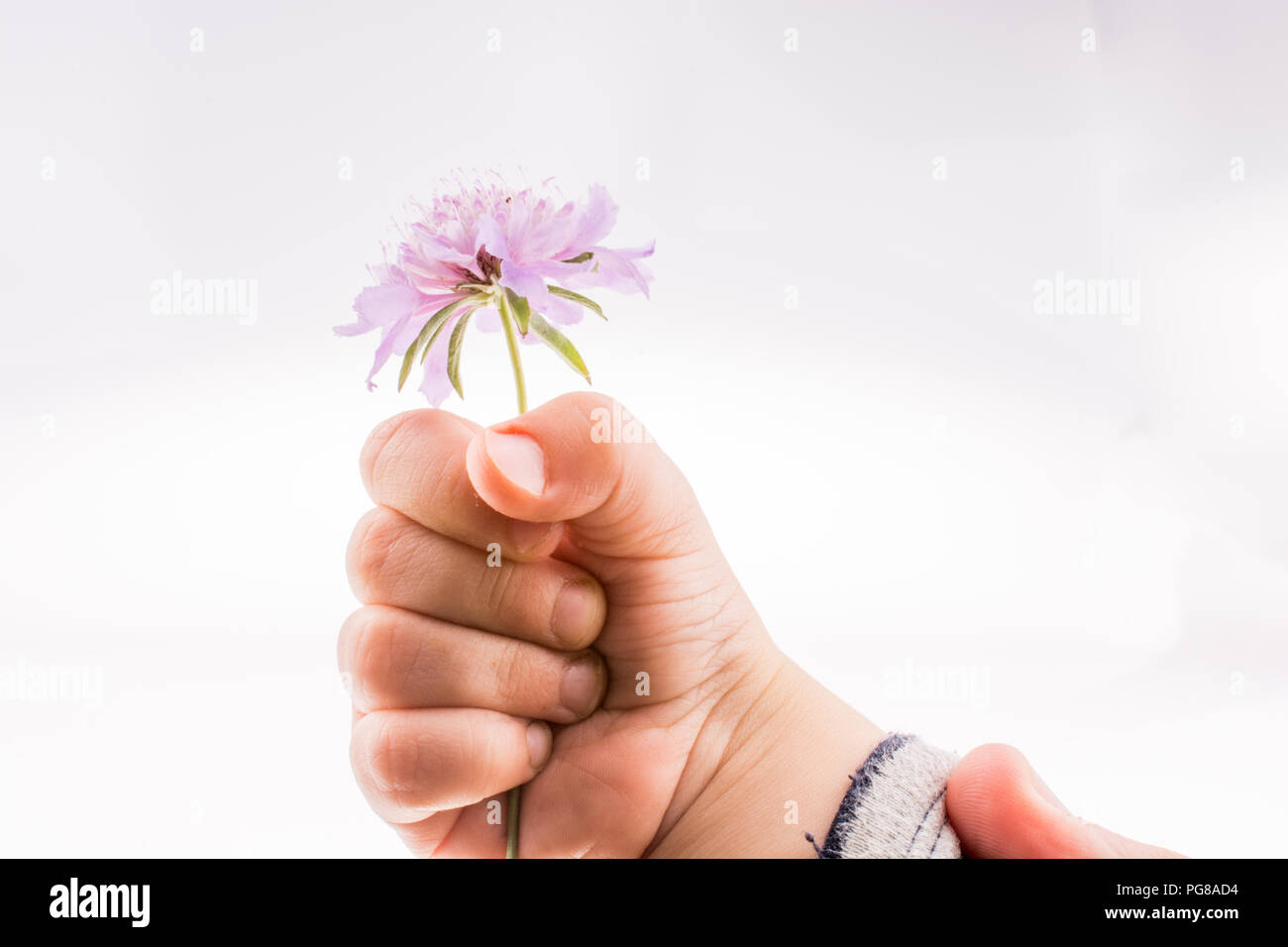 Hand holding A Purple Flower on a white background Stock Photo - Alamy