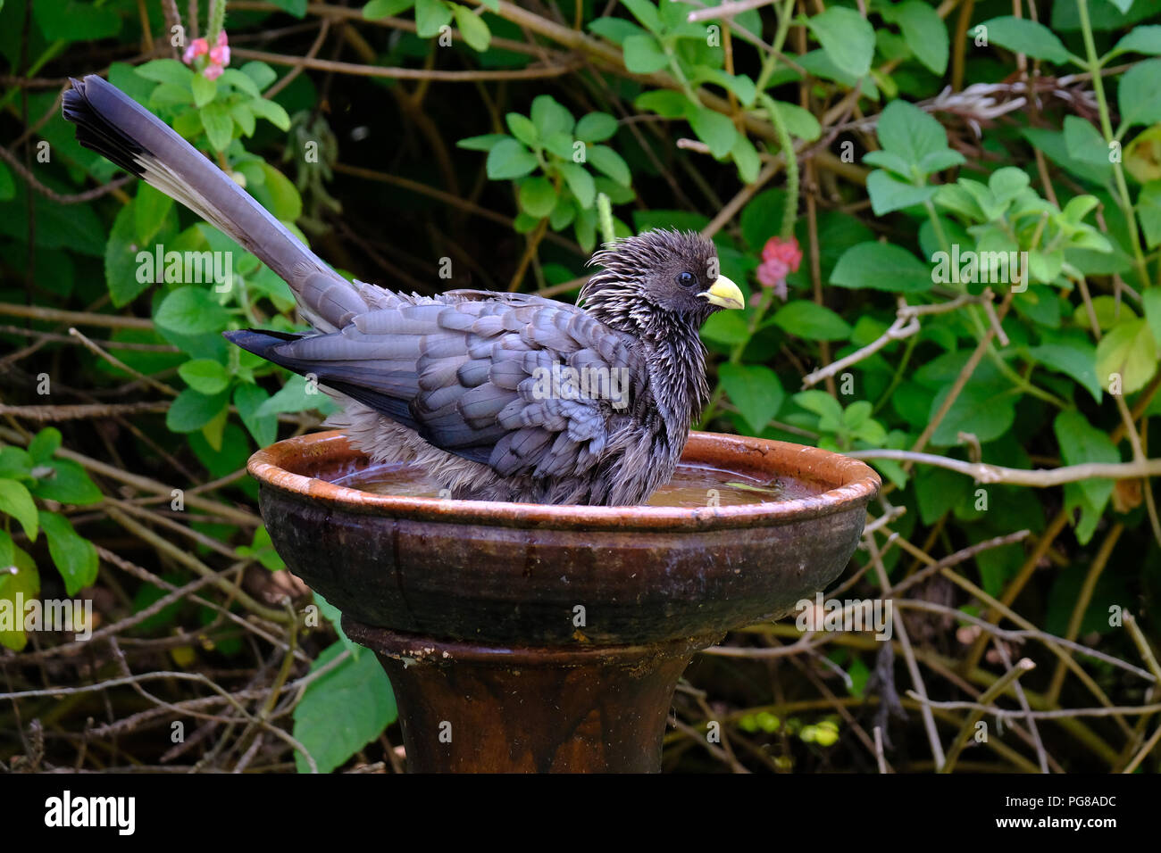 Eastern Grey Plantain Eater, crinifer zonurus in bird bath, Uganda ...