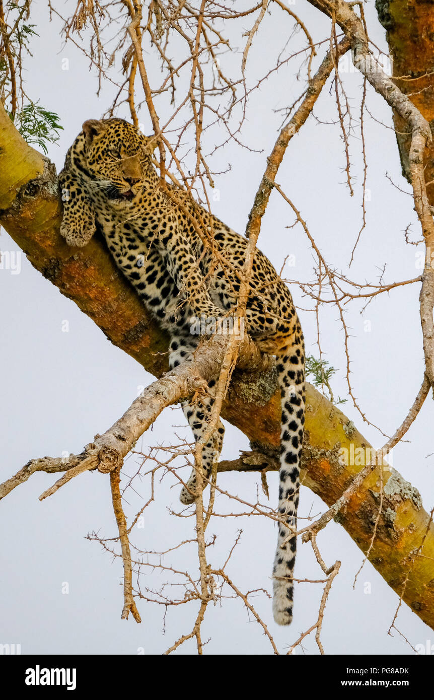 Leopard in tree, panthera pardus, Ishasha, Queen Elizabeth National ...