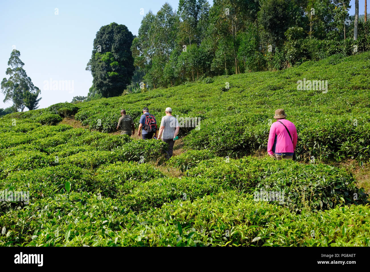 Tea plantation uganda hi-res stock photography and images - Alamy