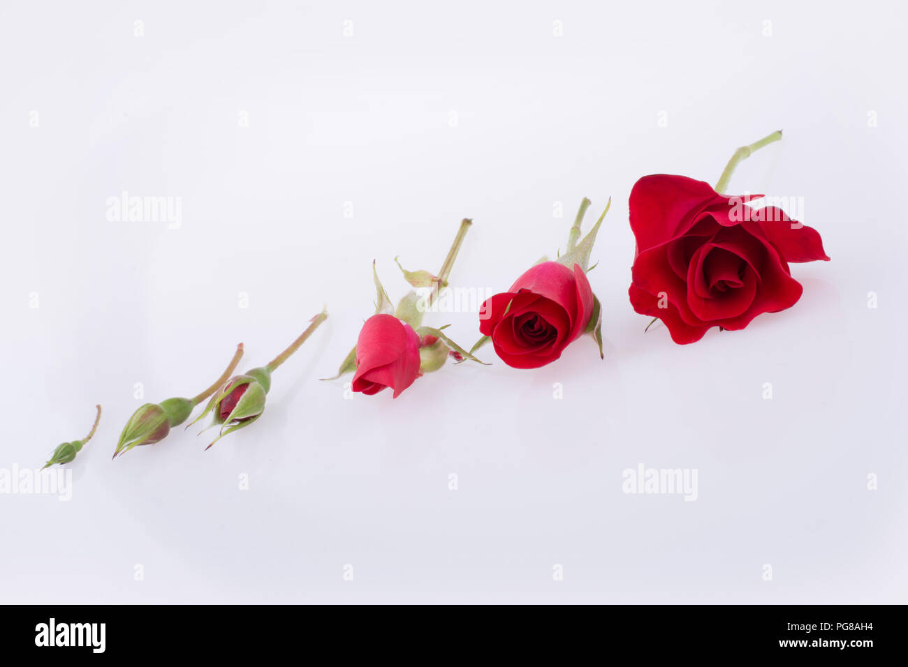 Red Roses aligned in an increasing order on a white background Stock ...