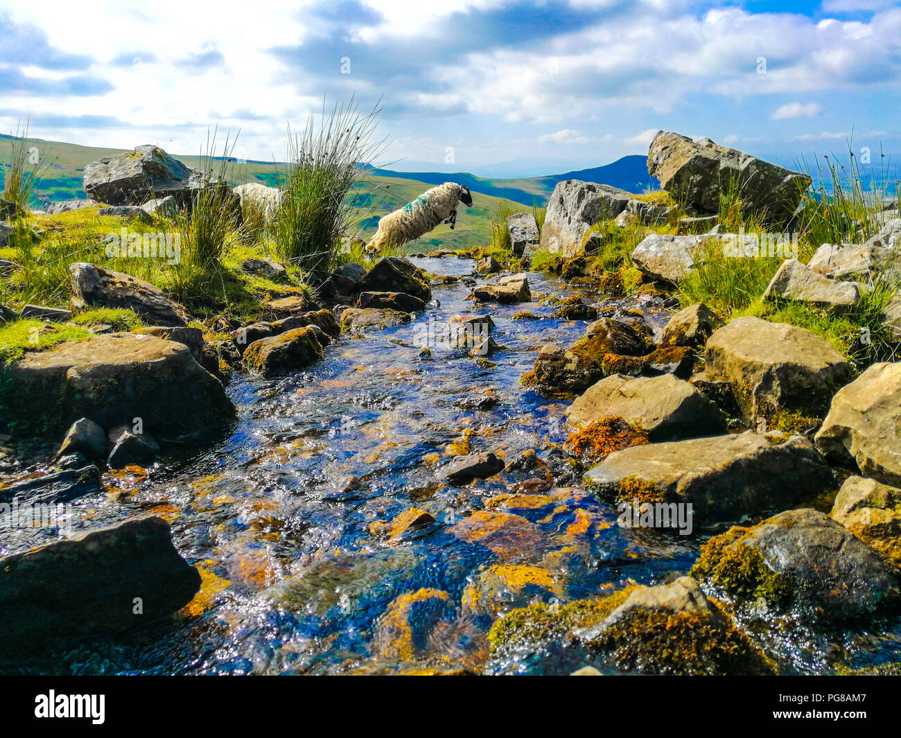The leap of the sheep hi-res stock photography and images - Alamy
