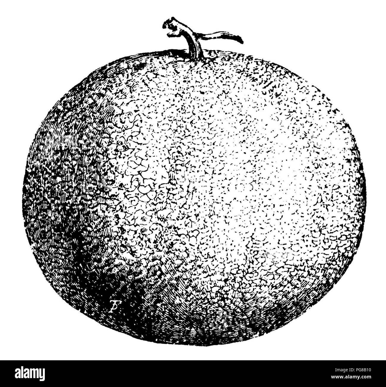 Melon Variety: Parisian market melon, 1893 Stock Photo - Alamy