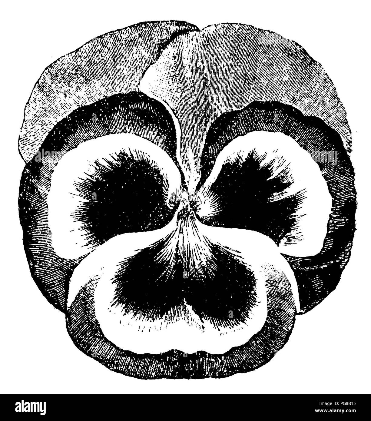 Viola maxima Cut Out Stock Images & Pictures - Alamy