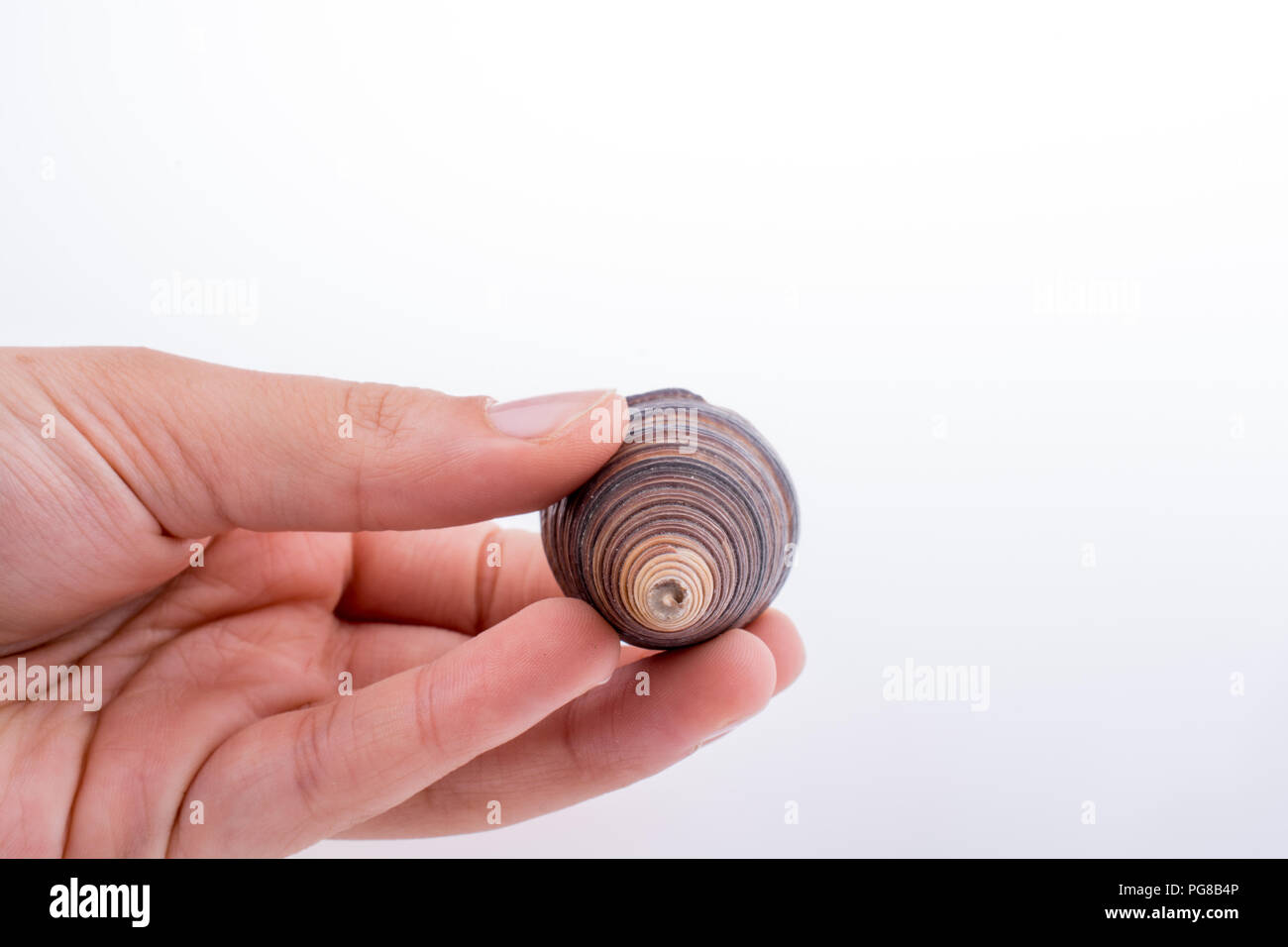 Hand holding Beautiful sea shell on a white background Stock Photo - Alamy