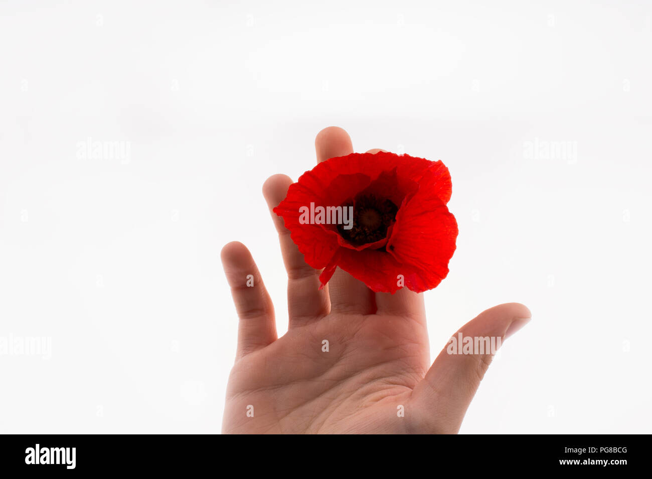 Hand holding a Red Poppy on a white background Stock Photo - Alamy