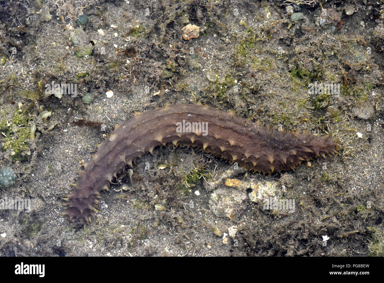 Holothuria impatiens hi-res stock photography and images - Alamy