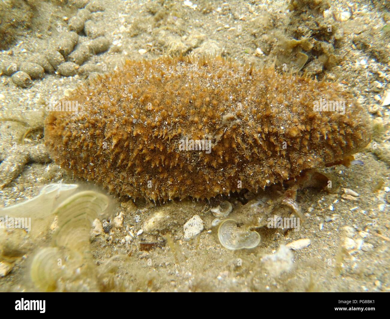 Actinopyga High Resolution Stock Photography and Images - Alamy
