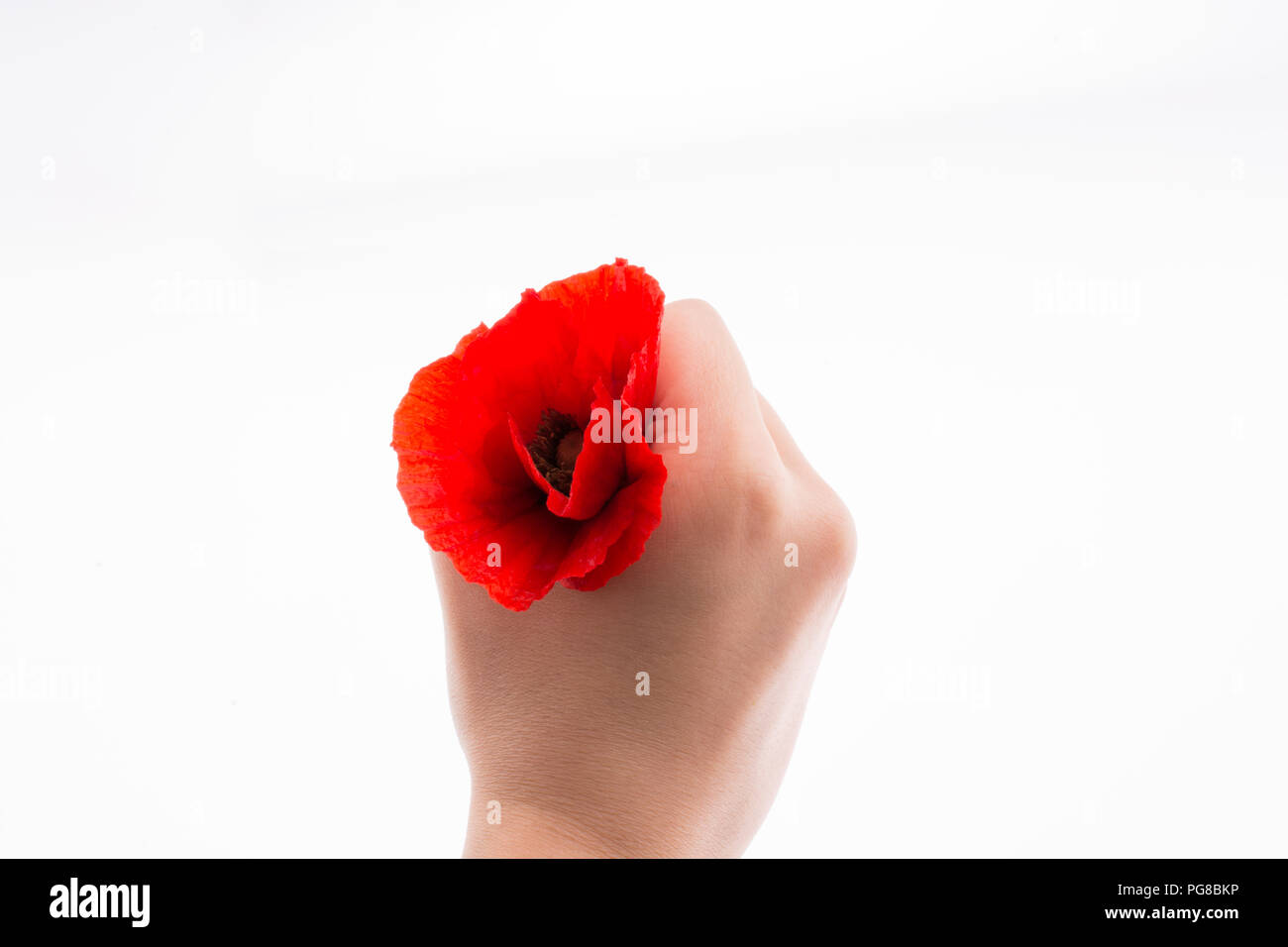 Hand holding a Red Poppy on a white background Stock Photo - Alamy