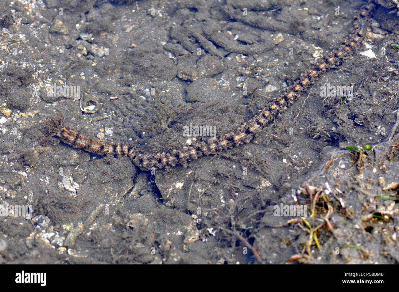 Synapta Maculata Stock Photos & Synapta Maculata Stock Images - Alamy