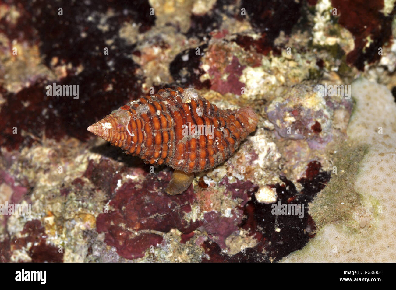 Cantharus High Resolution Stock Photography and Images - Alamy