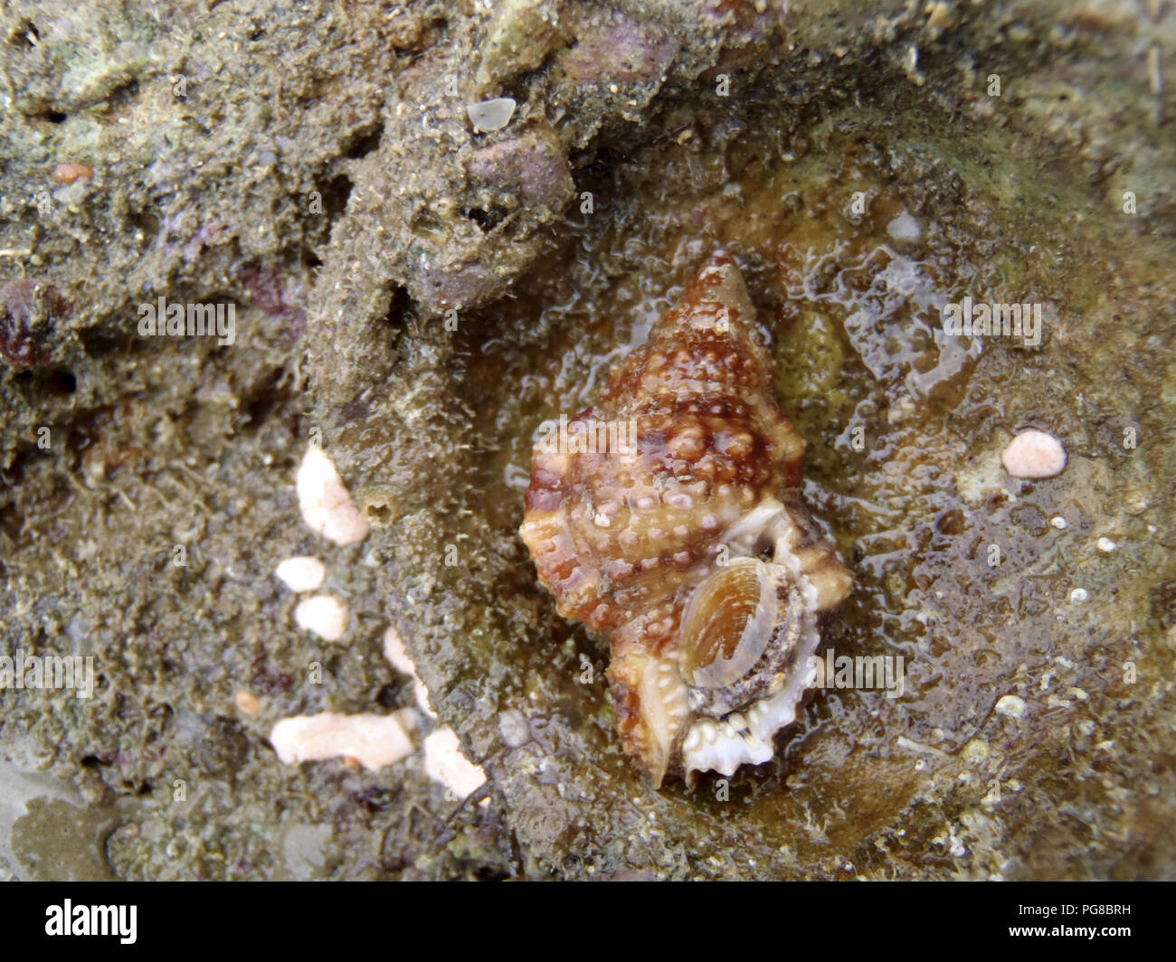 Bursa granularis hi-res stock photography and images - Alamy