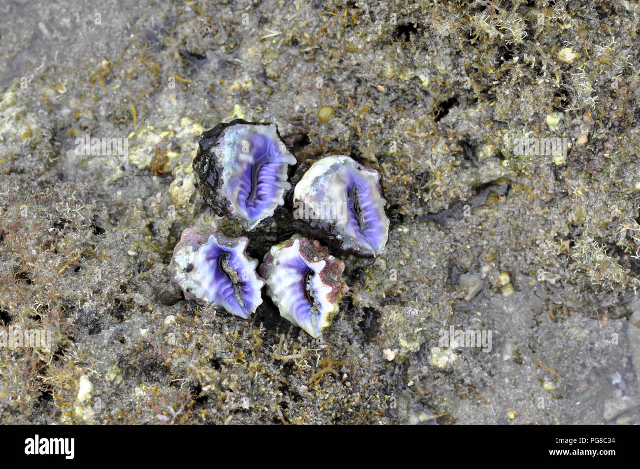 Drupa hi-res stock photography and images - Alamy