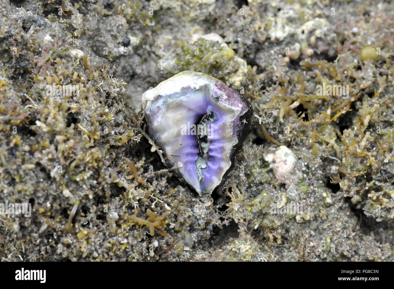 Drupa morum hi-res stock photography and images - Alamy