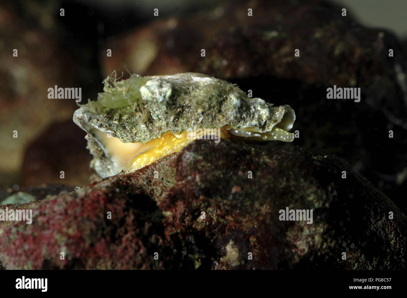 Drupa hi-res stock photography and images - Alamy