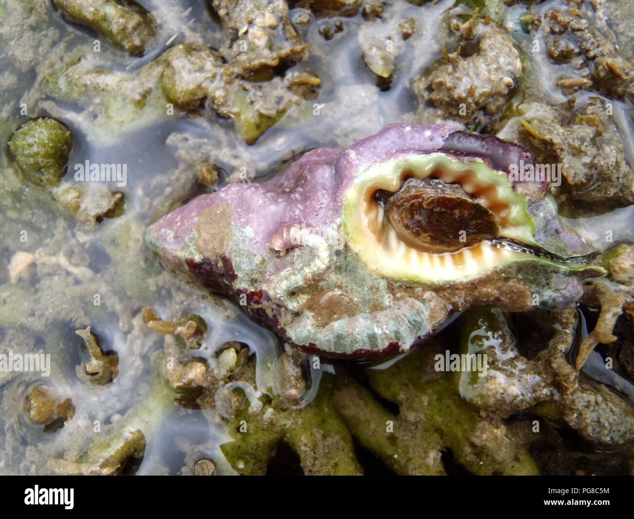 Drupa hi-res stock photography and images - Alamy